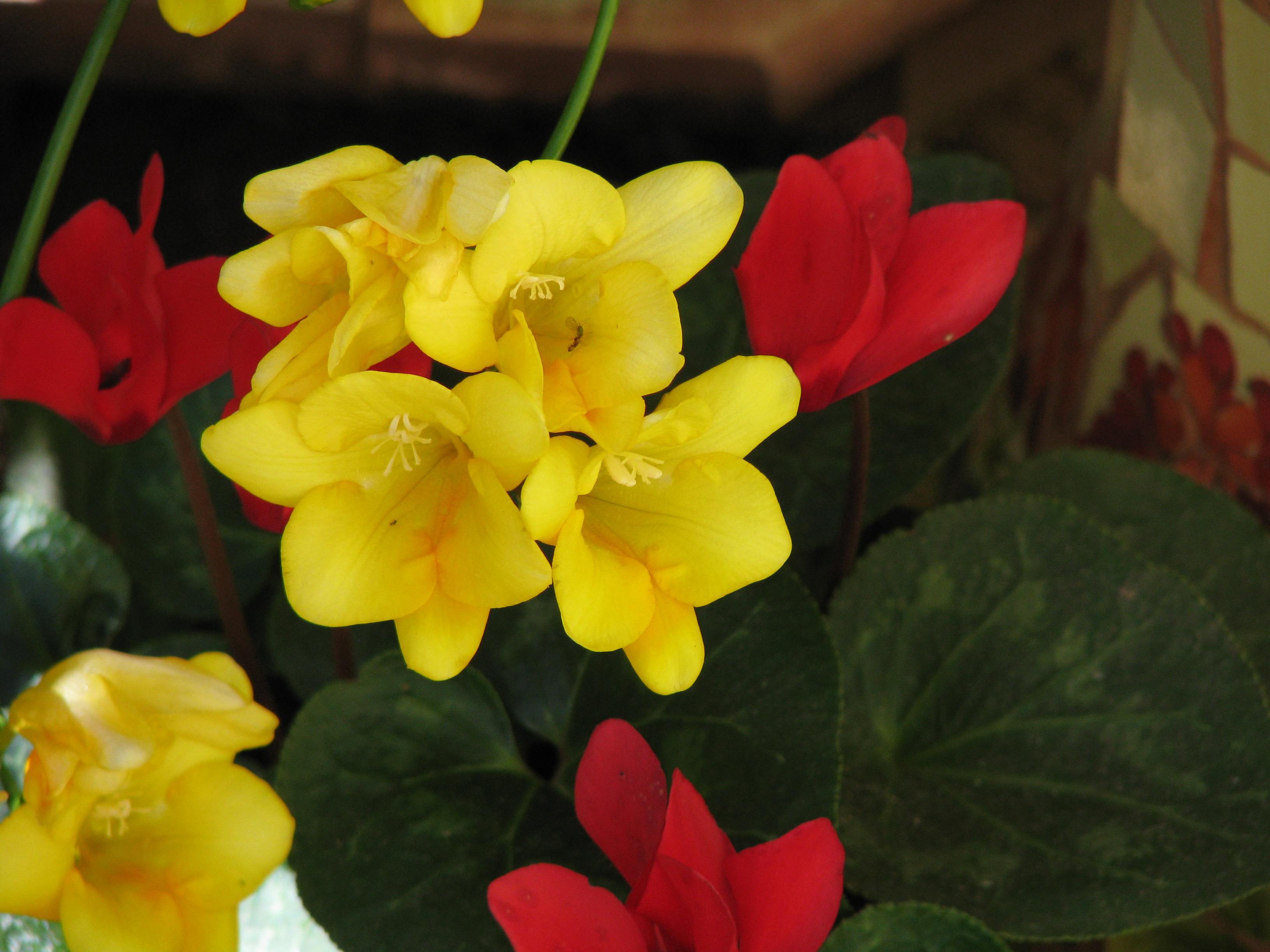 Heirloom Plants – Finch Frolic Garden Permaculture