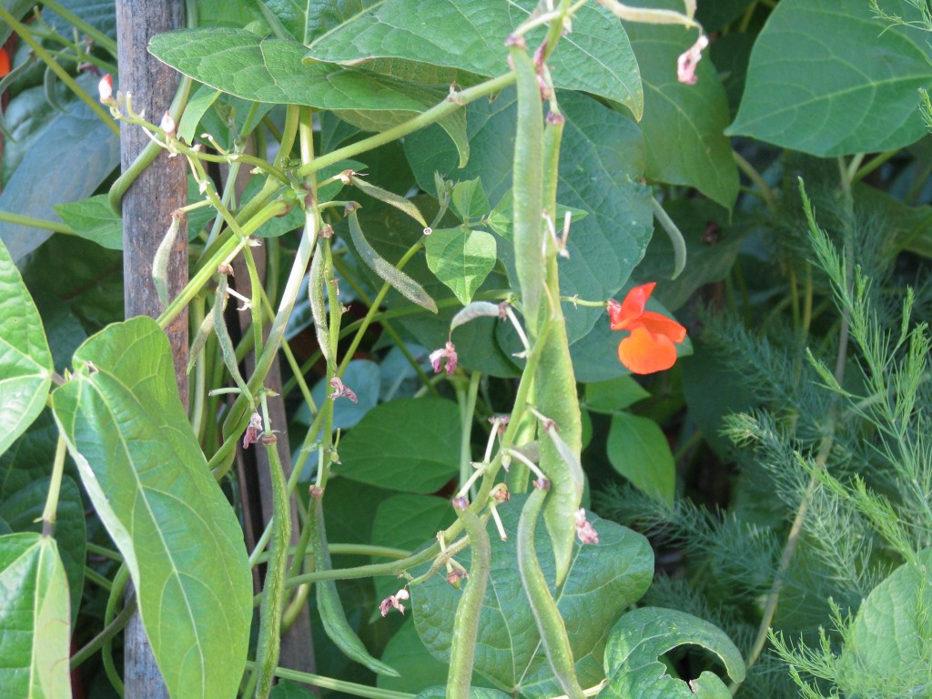 Scarlet Runner Beans, A Perennial Bean for Food and Beauty – Finch ...