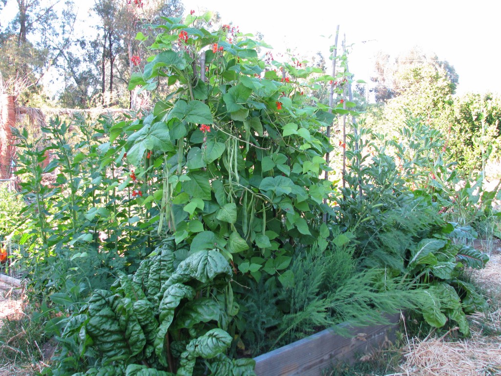Scarlet Runner Beans, A Perennial Bean for Food and Beauty – Finch ...