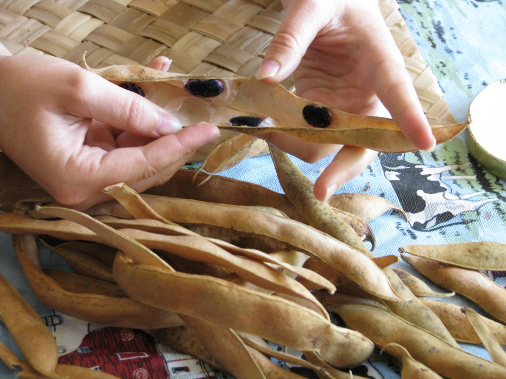 Scarlet Runner Beans, A Perennial Bean for Food and Beauty – Finch ...