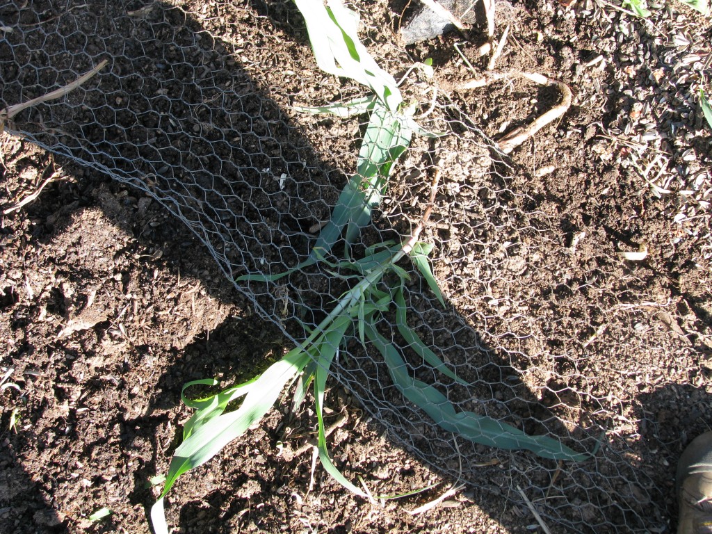 Evil Johnson Grass – Finch Frolic Garden Permaculture