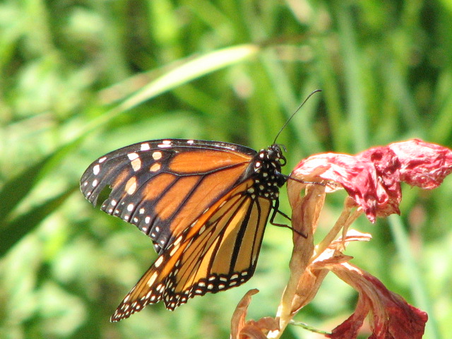 Of Monarchs and Milkweeds – Finch Frolic Garden Permaculture