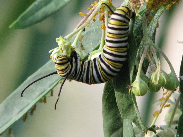 Of Monarchs and Milkweeds – Finch Frolic Garden Permaculture