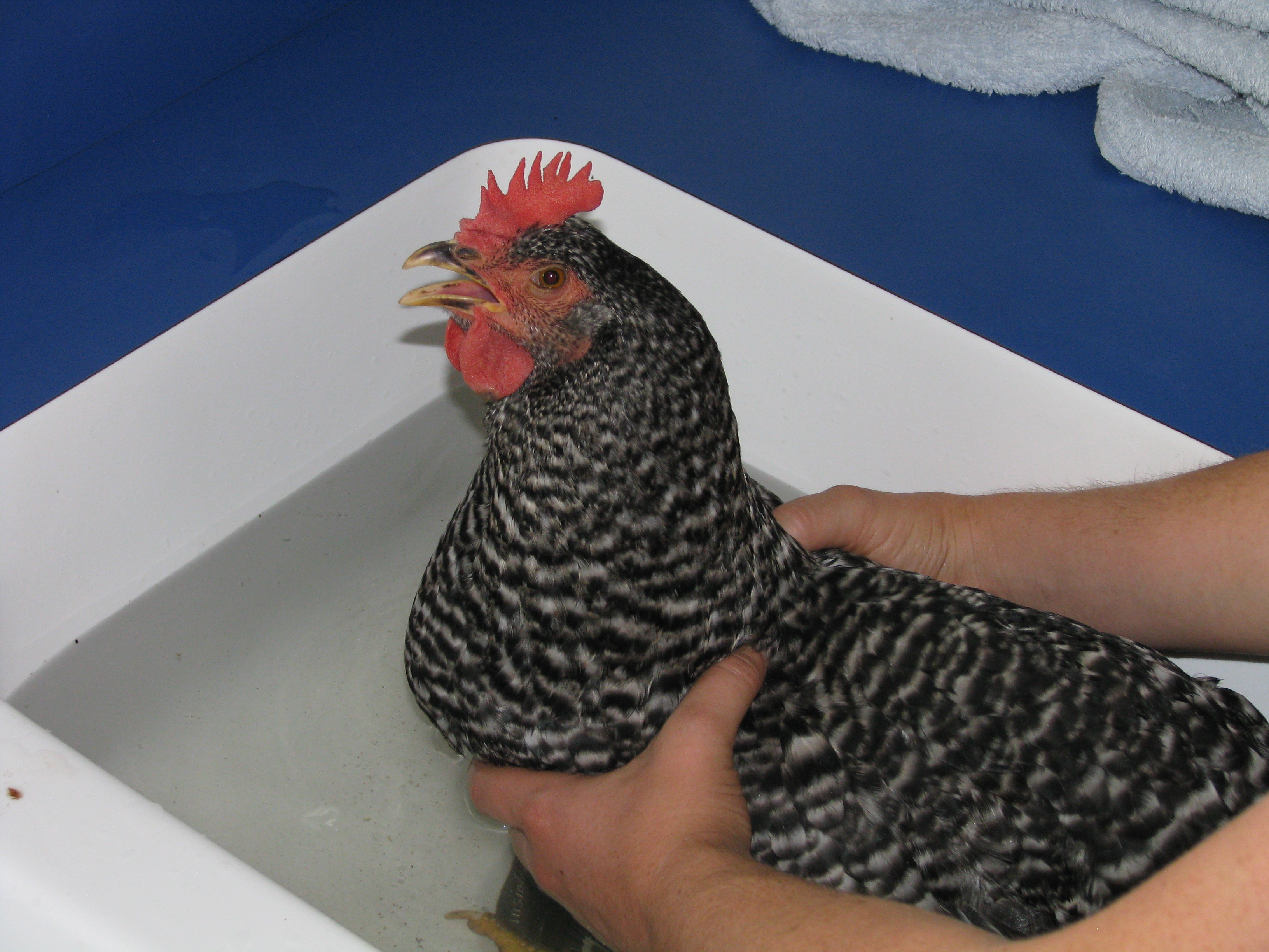 Bathing a Hen – Finch Frolic Garden Permaculture