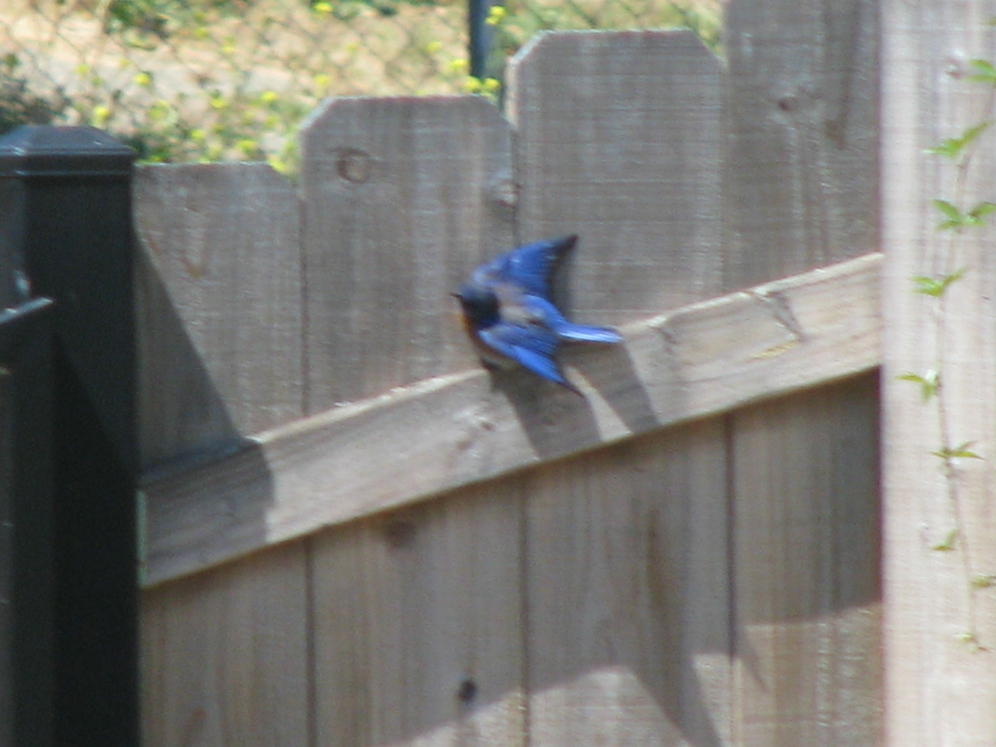 Melting Birds – Finch Frolic Garden Permaculture