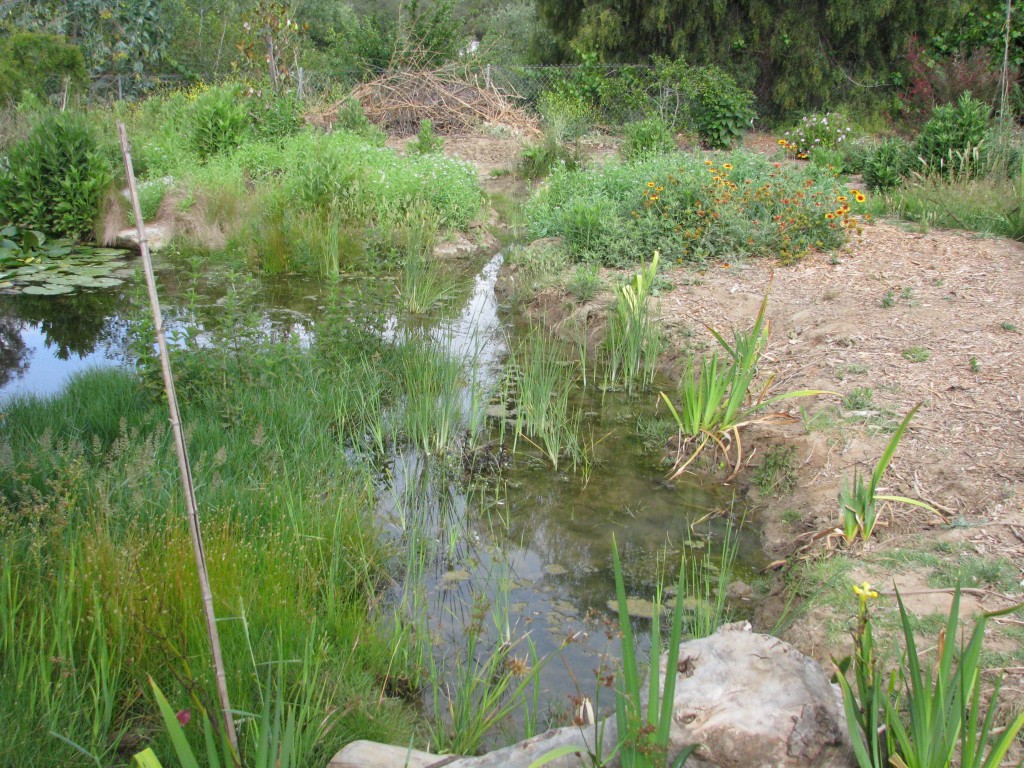 New Bog – Finch Frolic Garden Permaculture