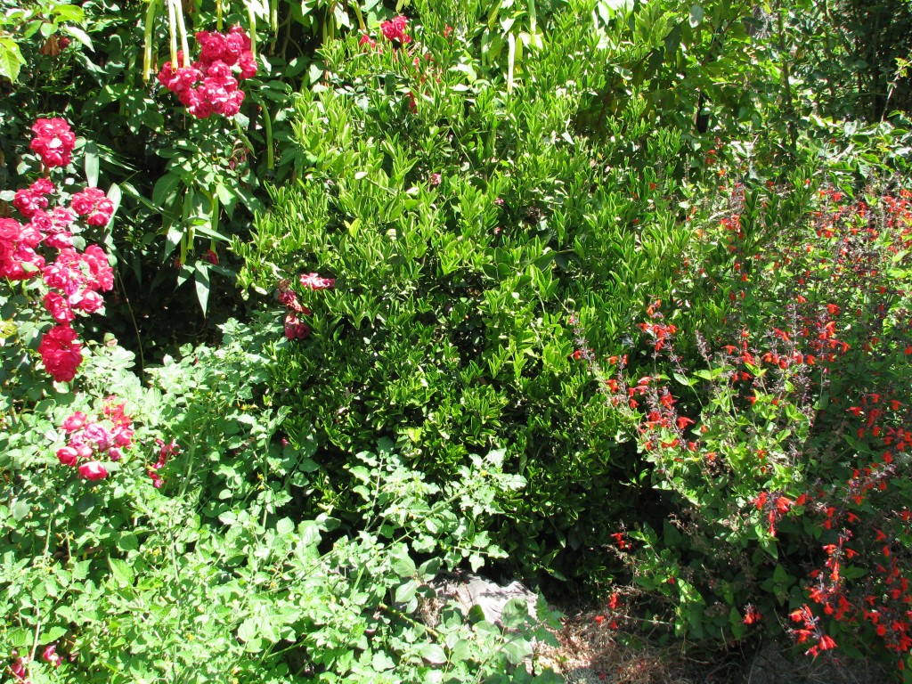 Fruit Tree Guilds: Making Your Trees Healthy and Happy – Finch Frolic ...