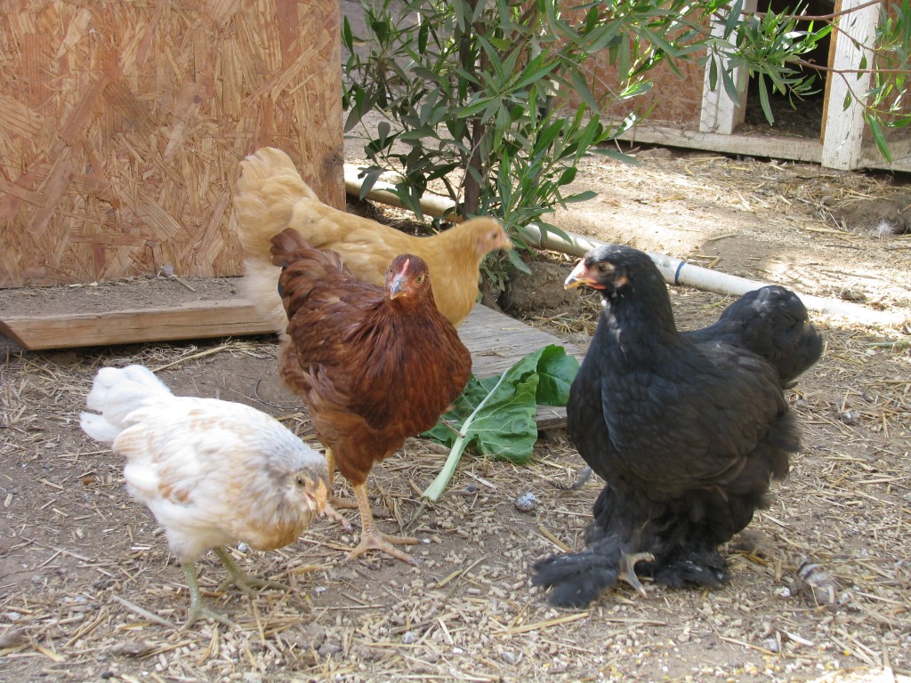 Chicken Tractor | Finch Frolic Garden Permaculture