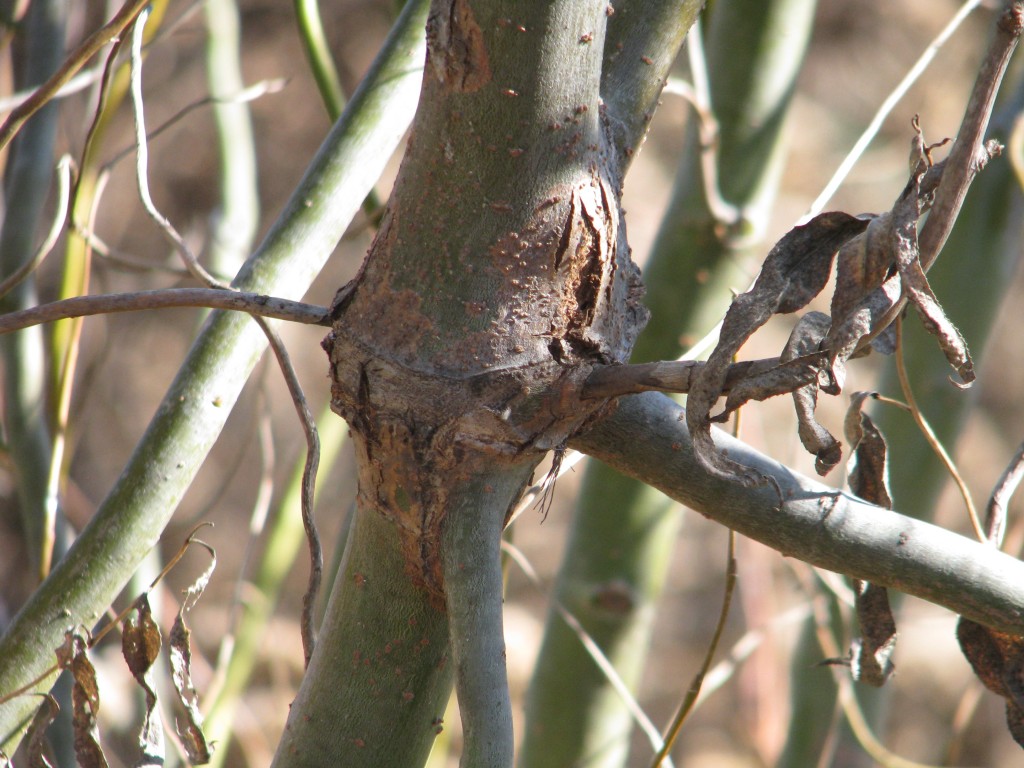 The Fine Art of Pleaching or Plashing | Finch Frolic Garden Permaculture