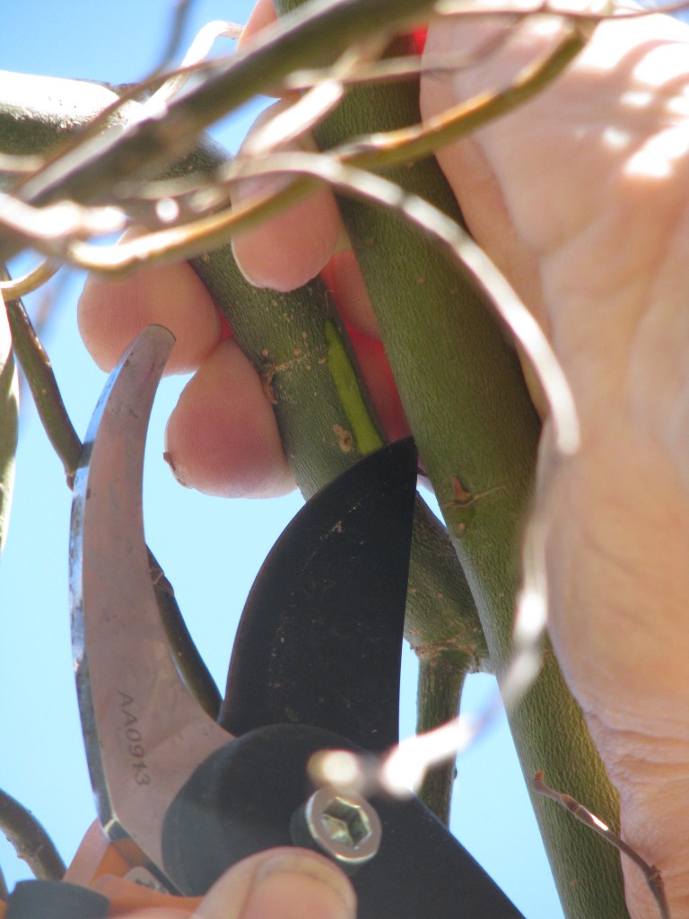 The Fine Art of Pleaching or Plashing – Finch Frolic Garden Permaculture