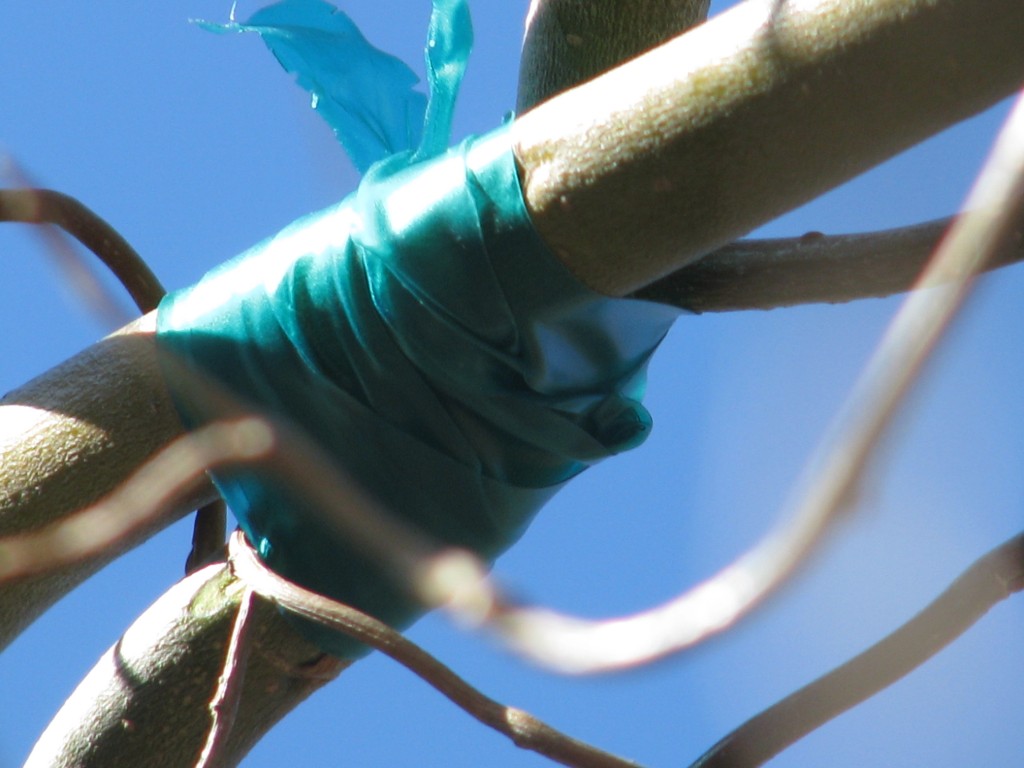 The Fine Art of Pleaching or Plashing – Finch Frolic Garden Permaculture