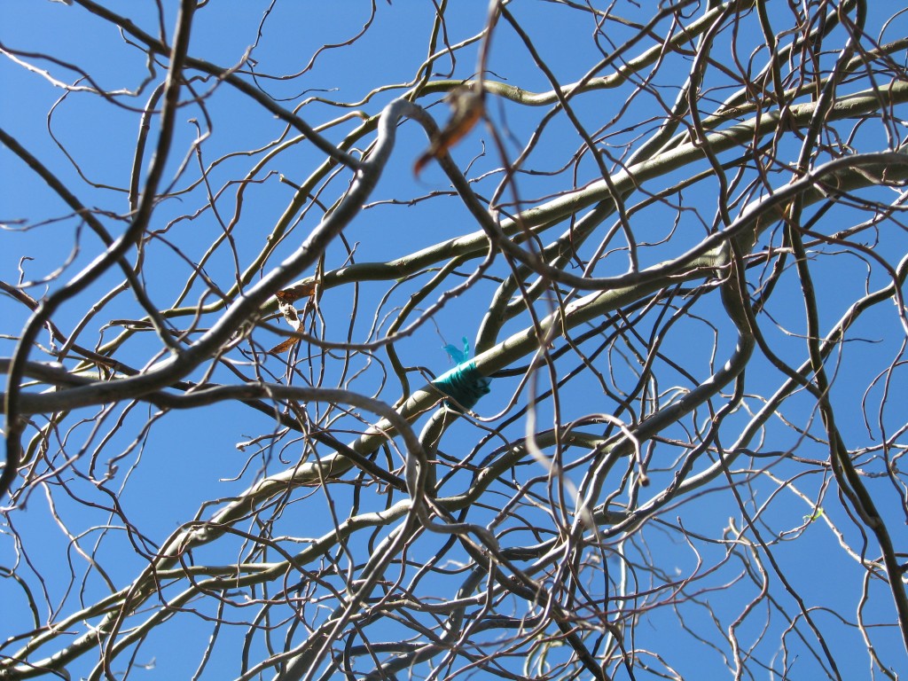 The Fine Art of Pleaching or Plashing – Finch Frolic Garden Permaculture