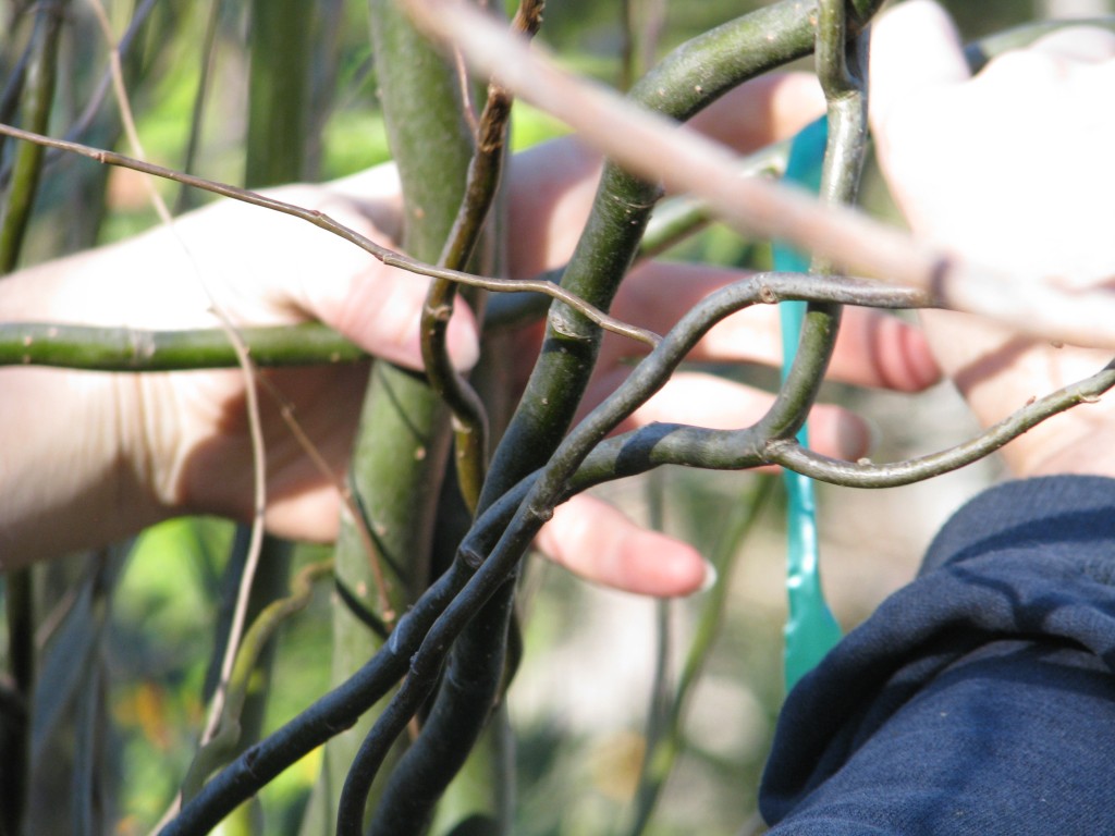 The Fine Art of Pleaching or Plashing – Finch Frolic Garden Permaculture