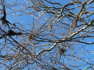 The Fine Art of Pleaching or Plashing – Finch Frolic Garden Permaculture