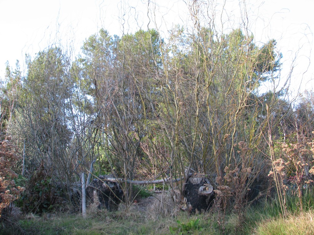 The Fine Art of Pleaching or Plashing – Finch Frolic Garden Permaculture