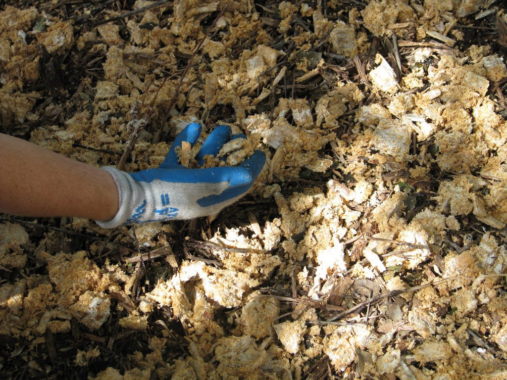More Spores: Planting Garden Giant and Shaggy Mane Mushrooms – Finch ...