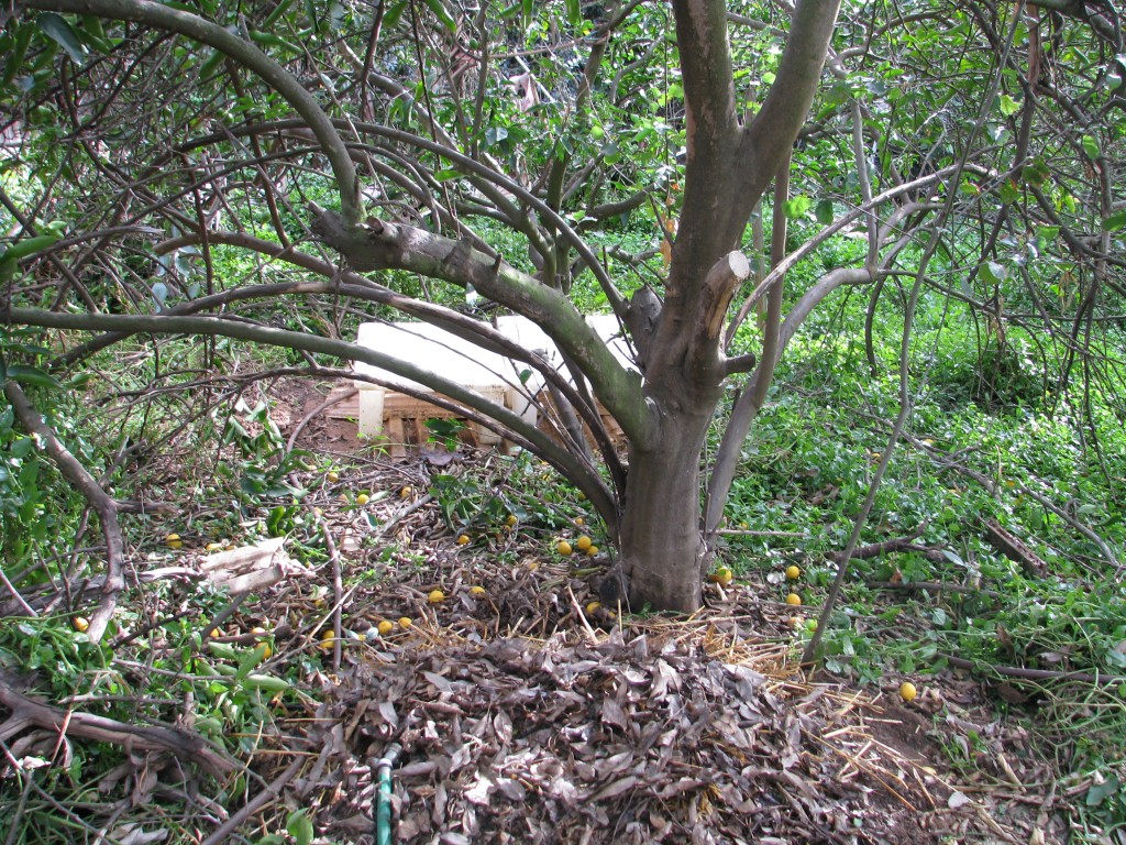 More Spores: Planting Garden Giant and Shaggy Mane Mushrooms – Finch ...