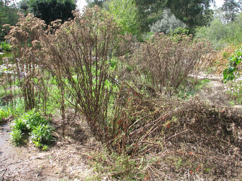 The Mulberry Guild – Finch Frolic Garden Permaculture