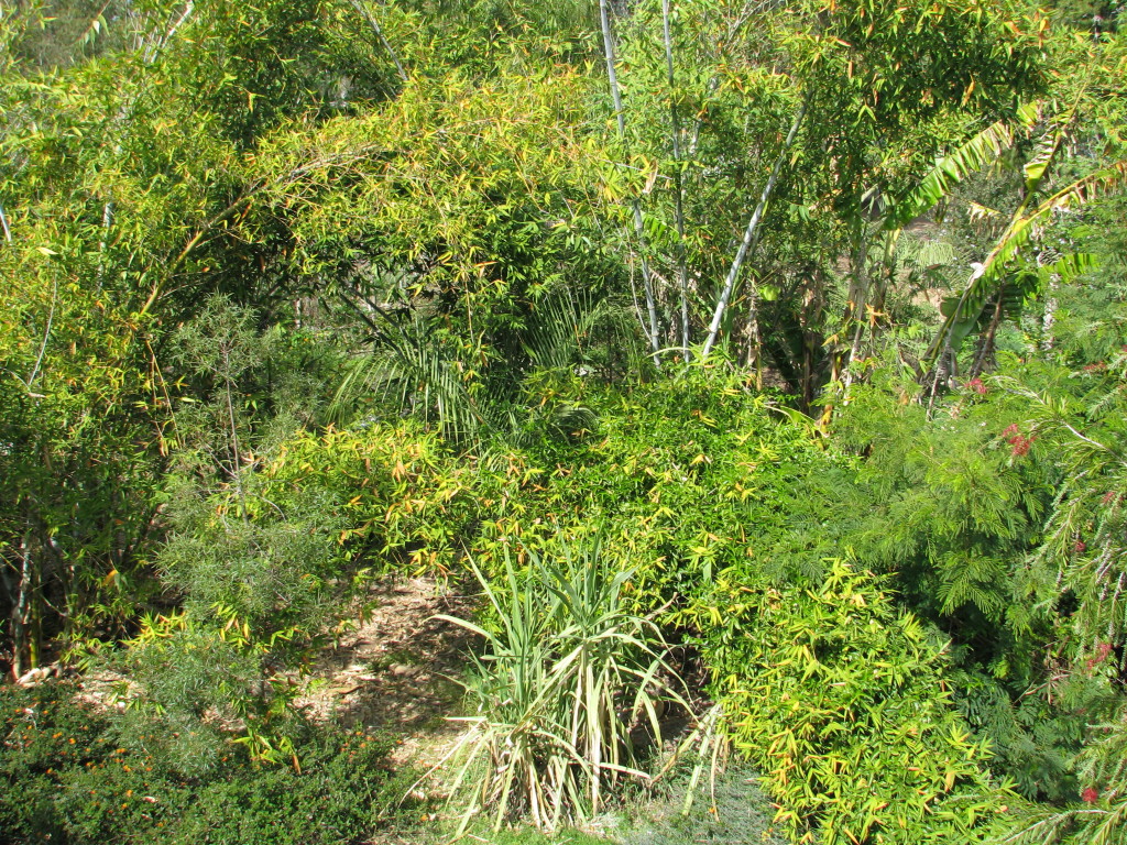 Plant Guild #3: Sub-Canopy! – Finch Frolic Garden Permaculture