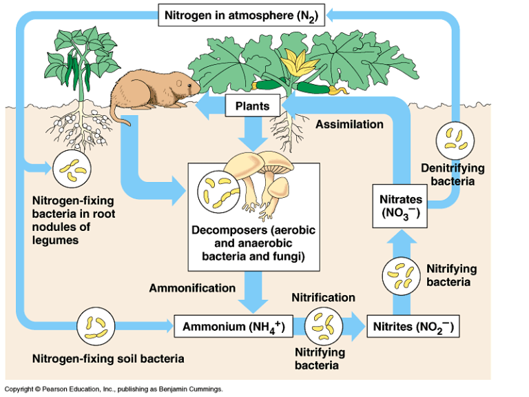 Plant Guild #4: Nitrogen-fixing Plants – Finch Frolic Garden Permaculture