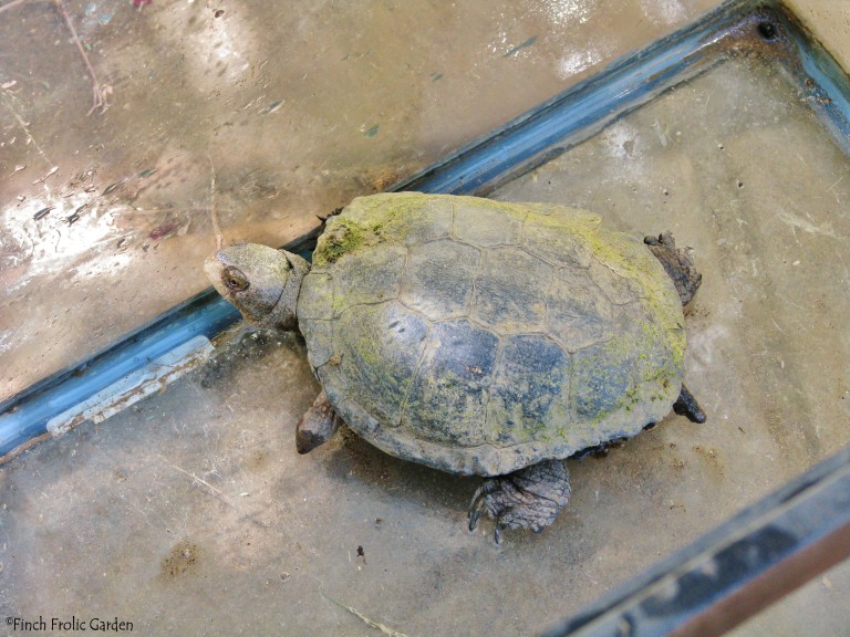 Turtle Recall | Finch Frolic Garden Permaculture
