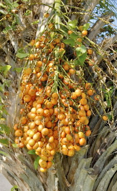 Adventures with Fruit: Pindo (Jelly) Palms – Finch Frolic Garden ...