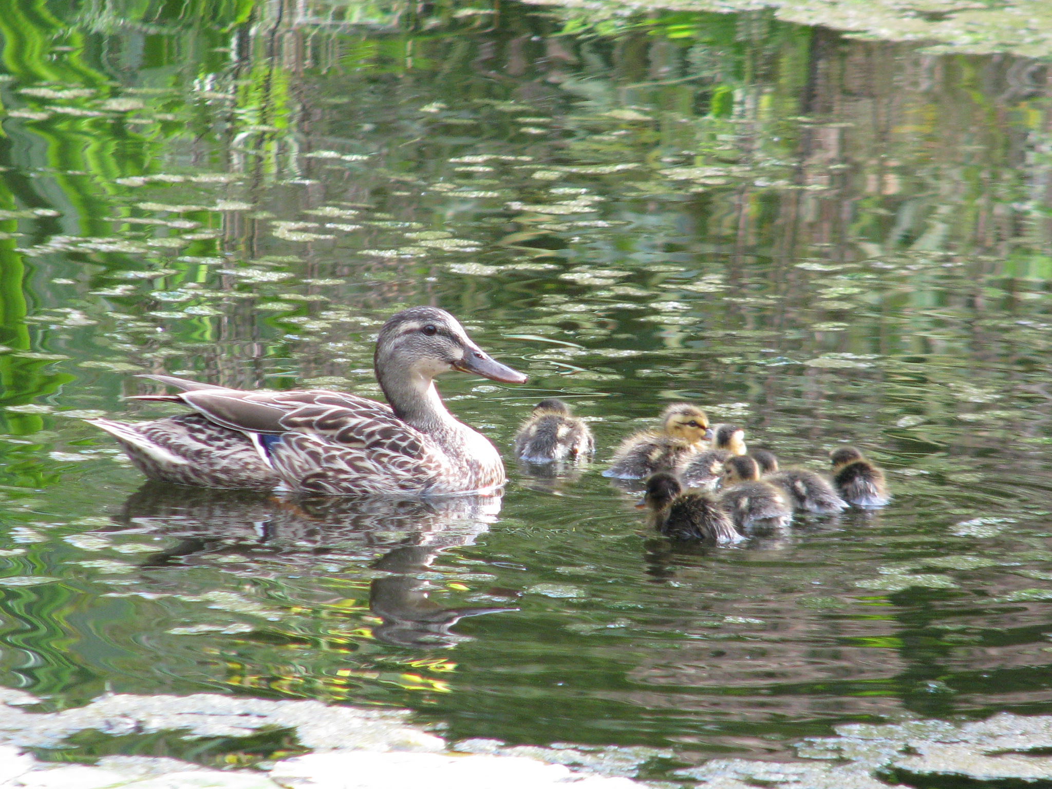 Mallards in May – Finch Frolic Garden Permaculture