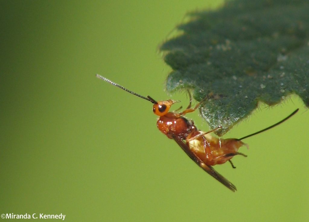 Insects: Pest or Partner? | Finch Frolic Garden Permaculture