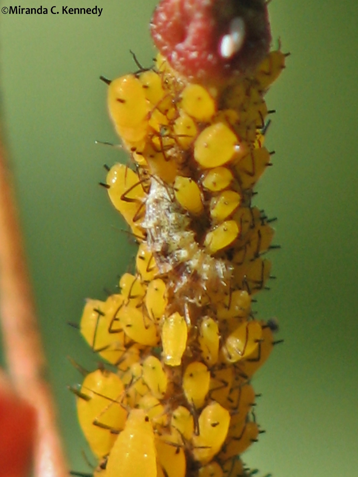 Insects: Pest or Partner? – Finch Frolic Garden Permaculture