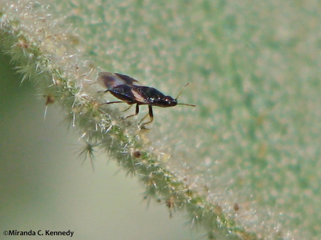 Insects: Pest or Partner? – Finch Frolic Garden Permaculture