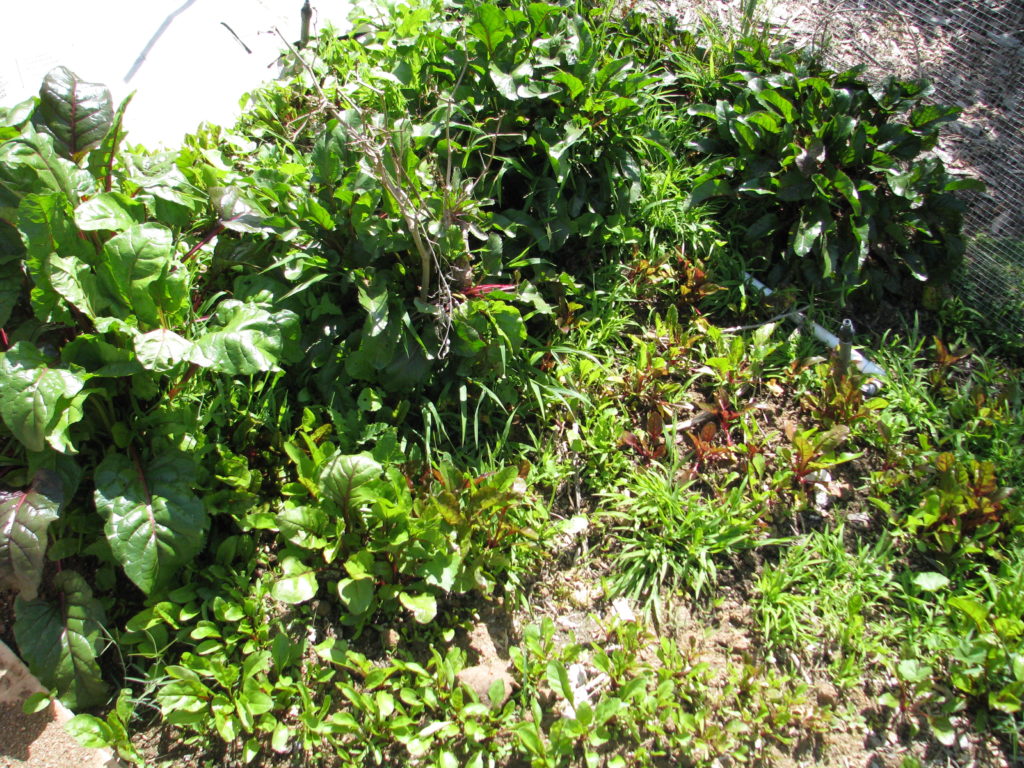 Glorious Beet Greens – Finch Frolic Garden Permaculture