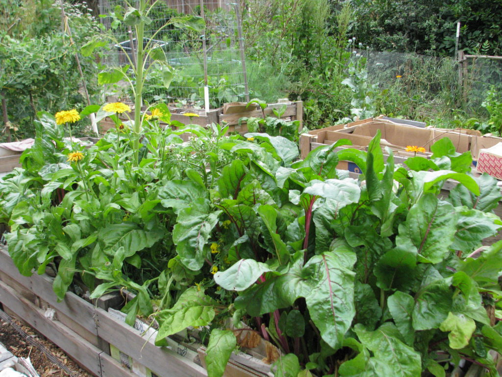 Edible Forest Gardens – Finch Frolic Garden Permaculture