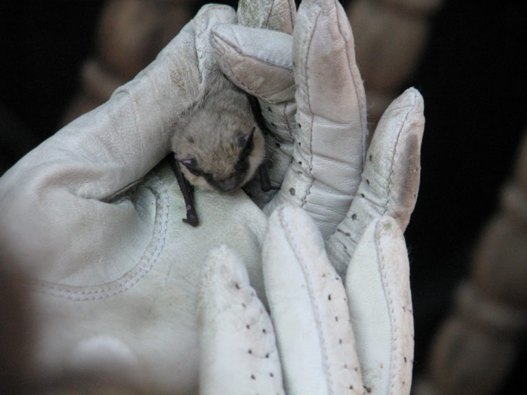 We Host the Smallest Bats in the United States – Finch Frolic Garden ...