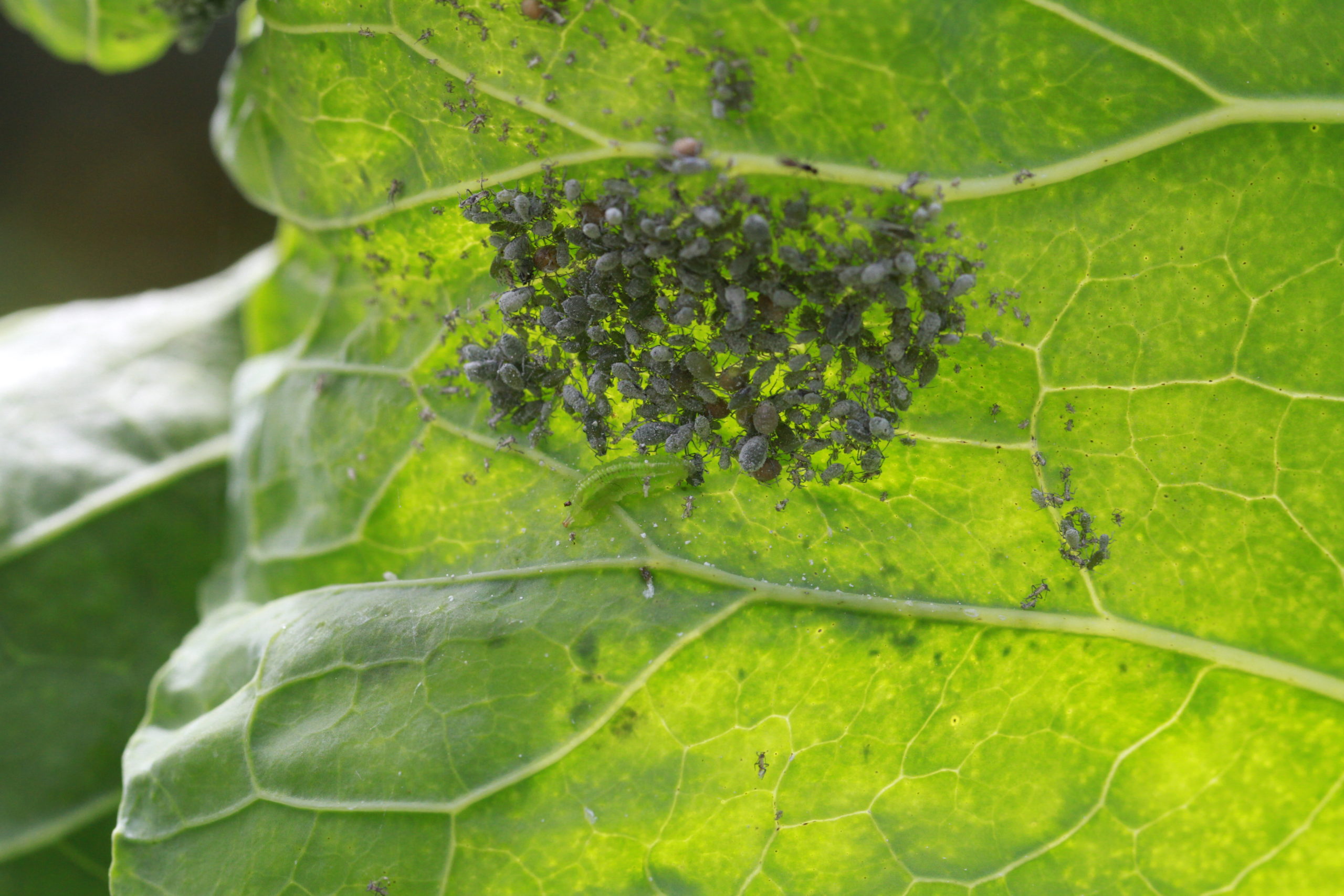 Aphid Predators – Finch Frolic Garden Permaculture