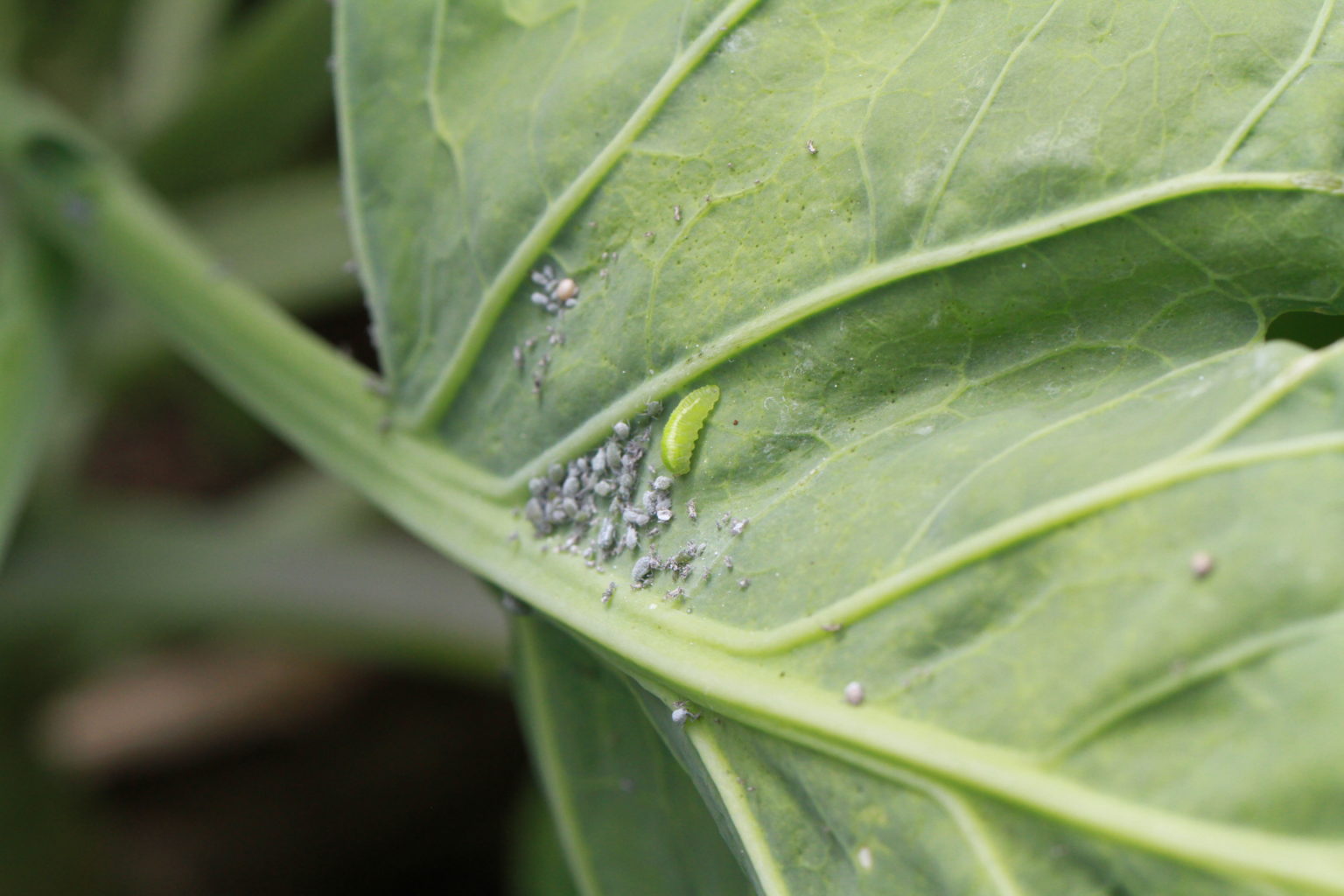 Aphid Predators – Finch Frolic Garden Permaculture