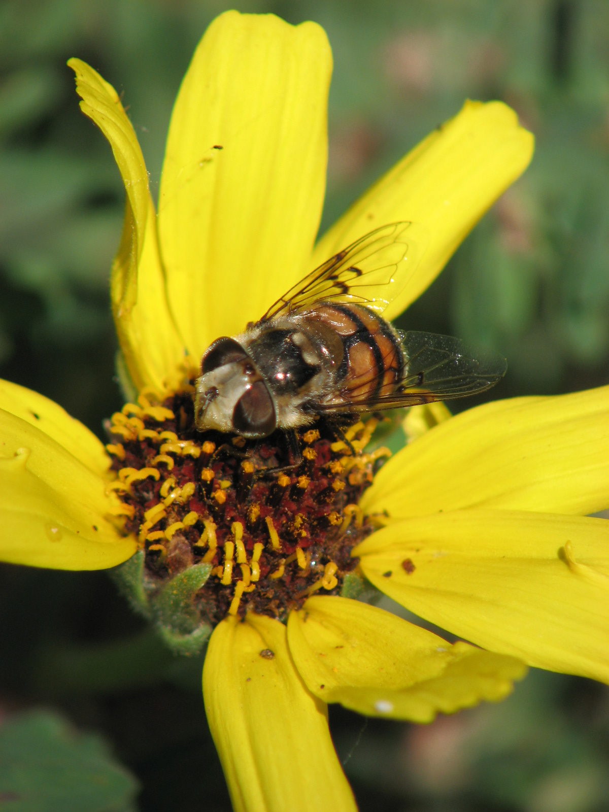 Aphid Predators – Finch Frolic Garden Permaculture