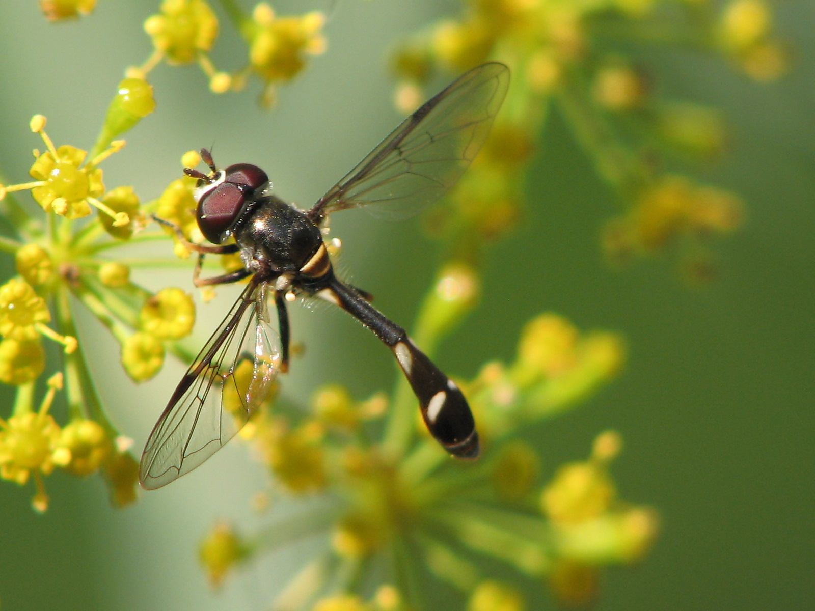 Aphid Predators – Finch Frolic Garden Permaculture