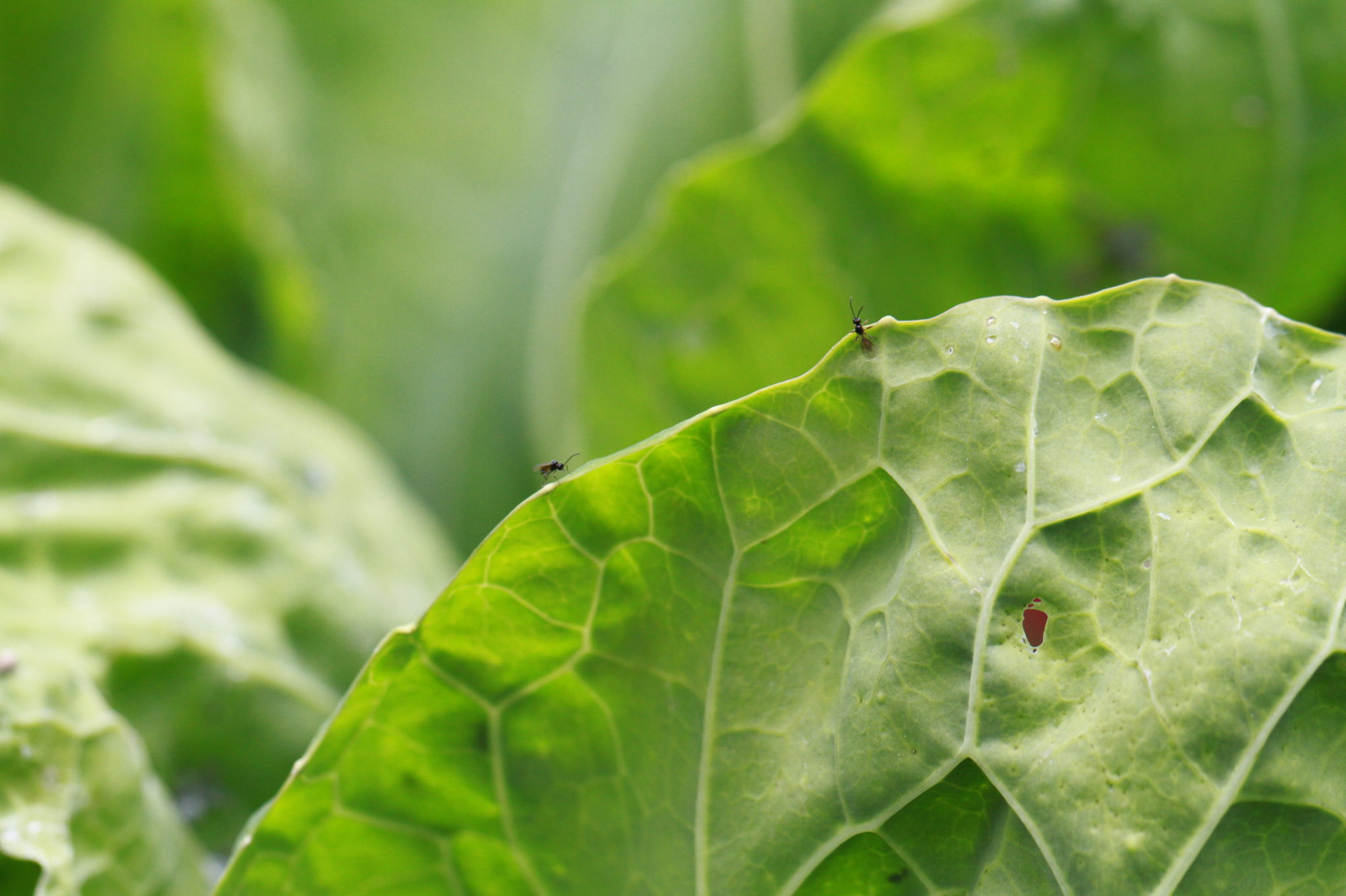 Aphid Predators II – Finch Frolic Garden Permaculture