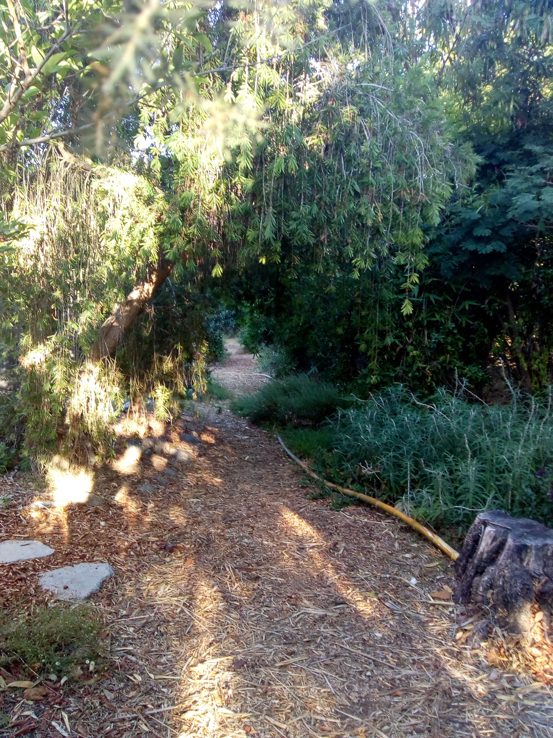 Fruit – Finch Frolic Garden Permaculture