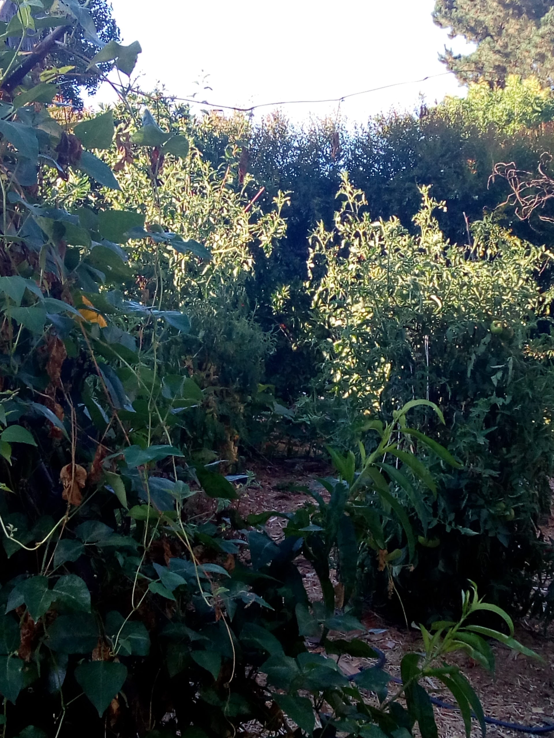 Fruit – Finch Frolic Garden Permaculture
