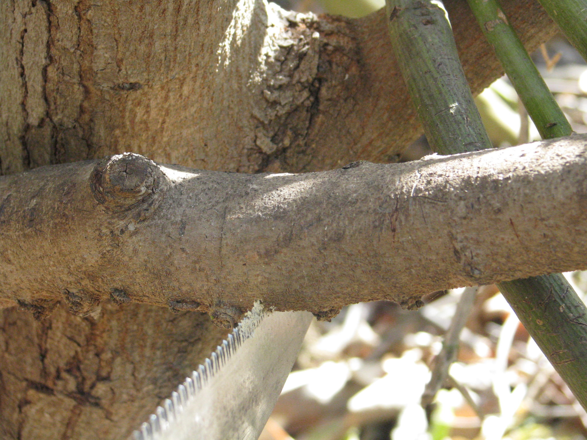 Pruning: the basics – Finch Frolic Garden Permaculture