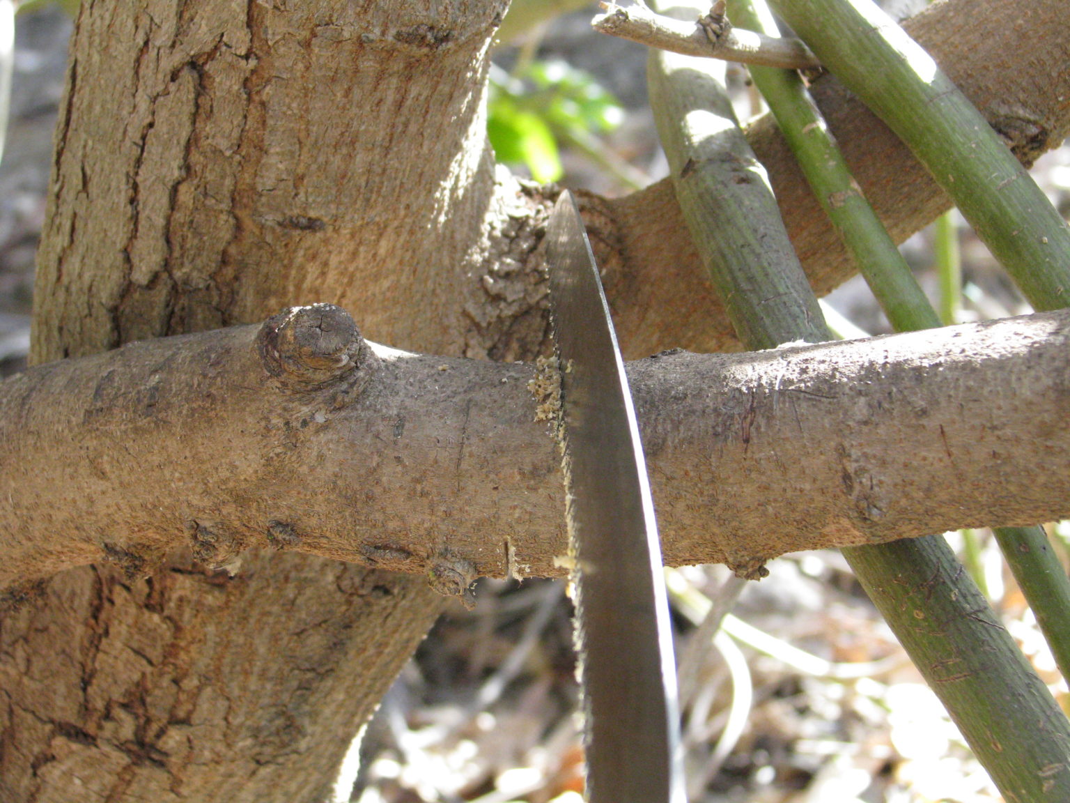 Pruning: the basics – Finch Frolic Garden Permaculture