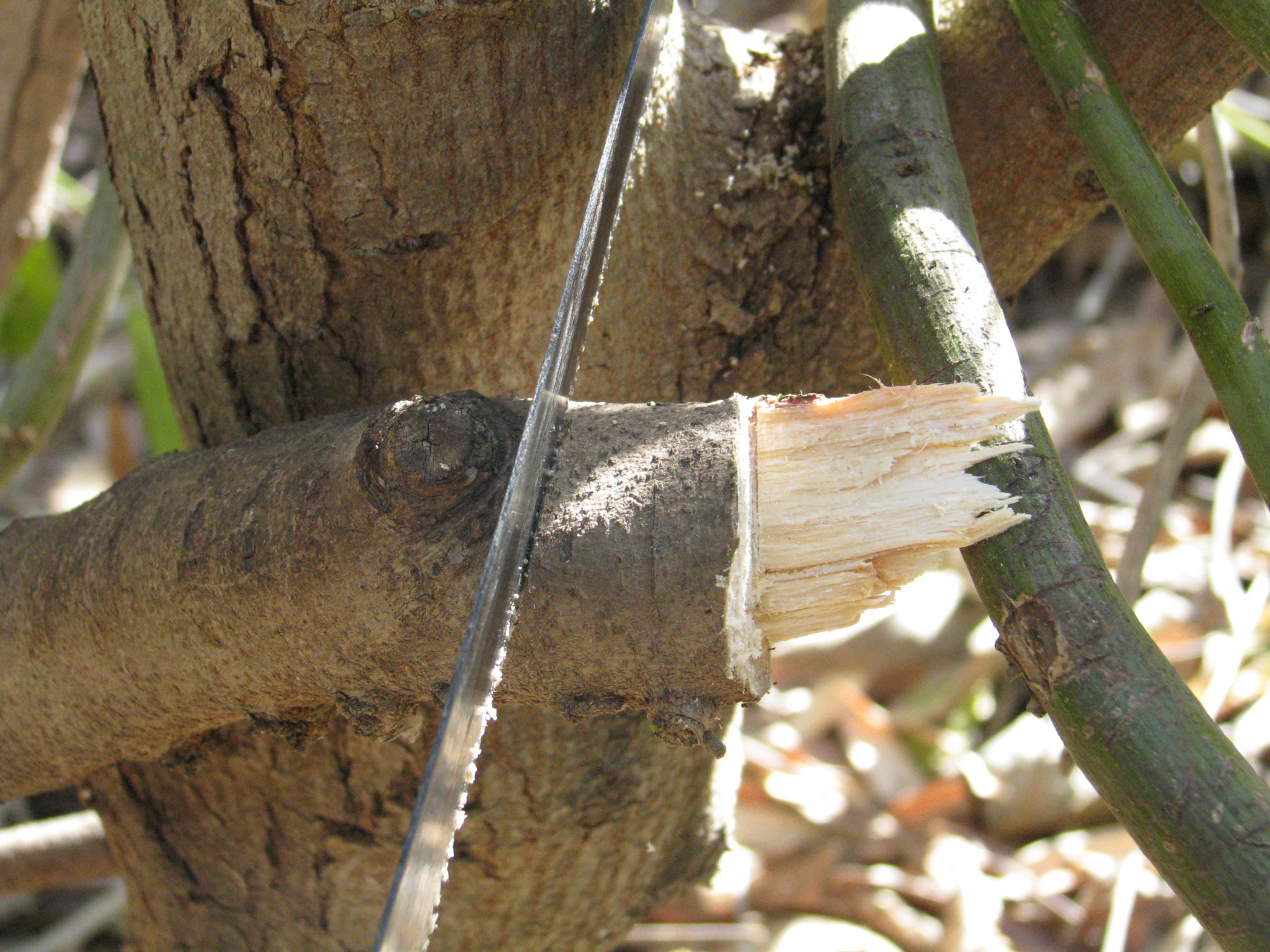 Pruning: the basics – Finch Frolic Garden Permaculture